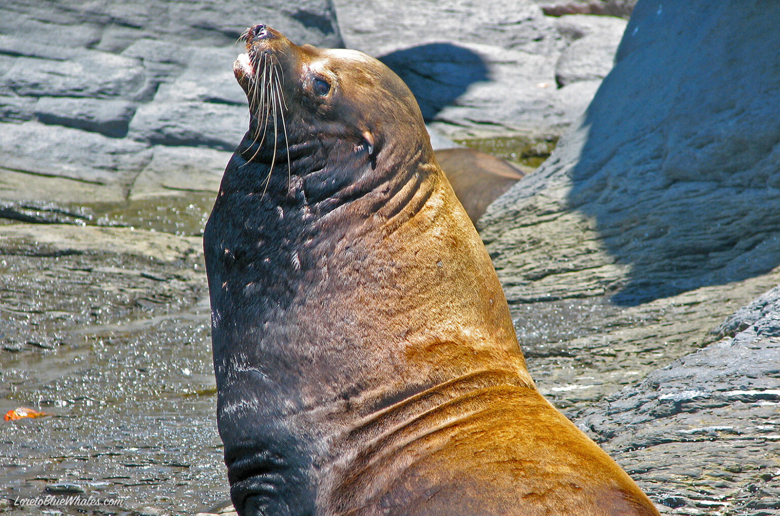 Loreto Blue Whales – Loreto is where blue whales spend spring break.